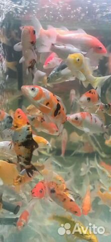 Рыба прудовая