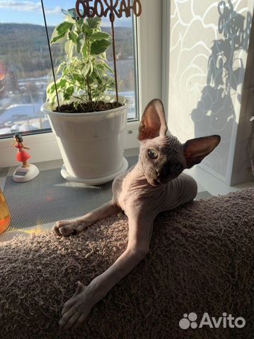 Канадский сфинкс