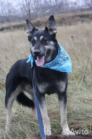 Собака умирает от одиночества в приюте