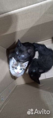 Котики