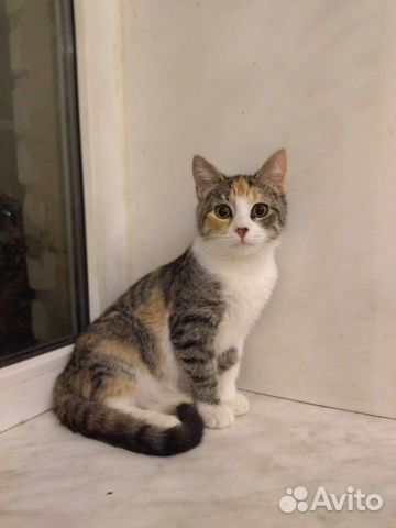 Кому счастье в дом