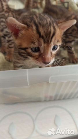 Бенгальские котята продажа