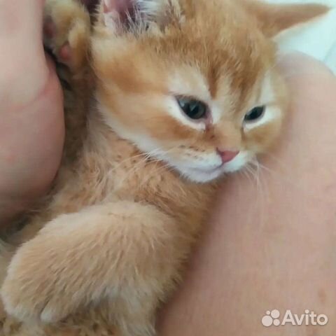 Шотландская девочка котёнок