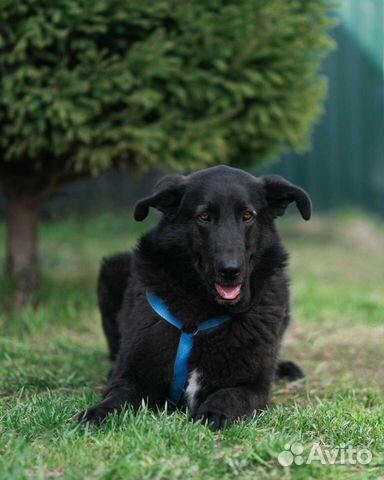 Собака в добрые руки