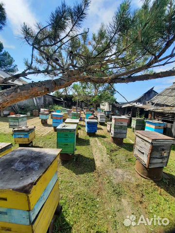 Пчелы и улья