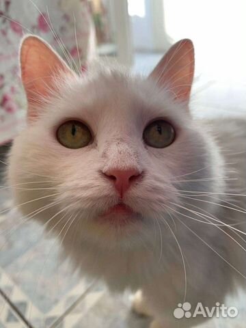 Безумно ласковая кошка