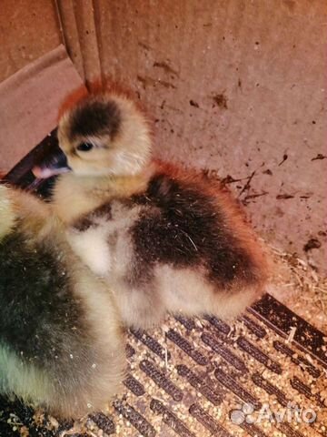 Гусята суточные