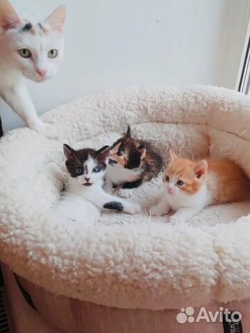 Очаровательные котятаМетисы рингтейла