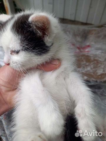 Котята отдам бесплатно