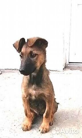 Метис в добрые руки