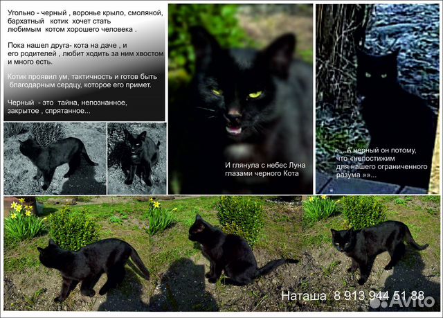 Котик - черный бархатный сынок