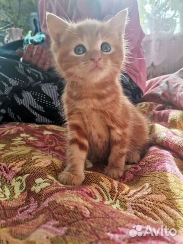 Котенок в дар бесплатно