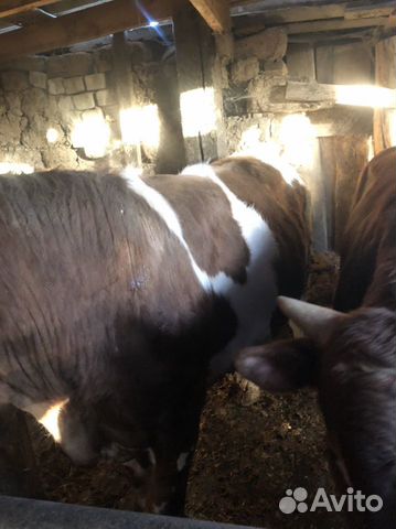 Бык на племя