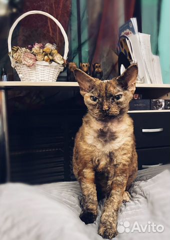 Девон-рекс кошка