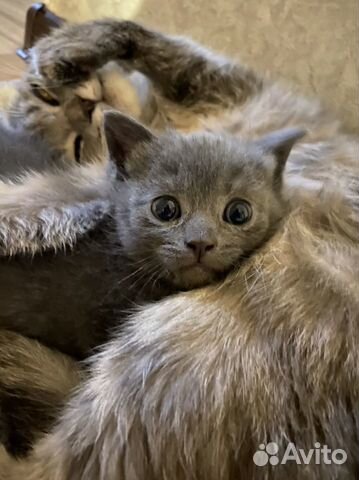 Котенок