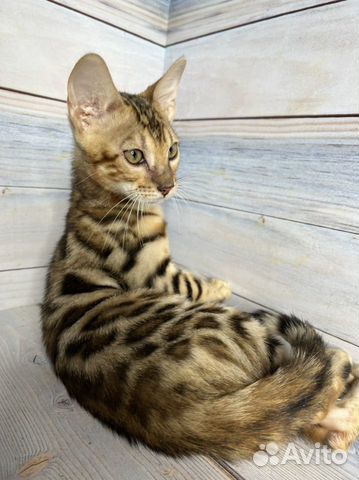 Бенгальские котята