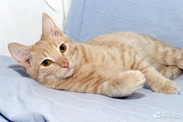 Нежный рыжик котик Кекс ищет дом