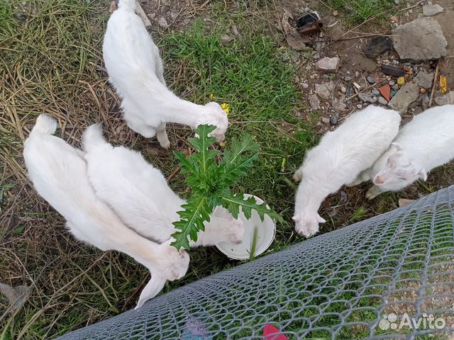 Козочка и козлики