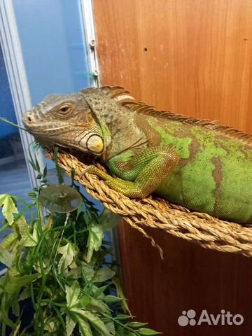 Красавец с домиком