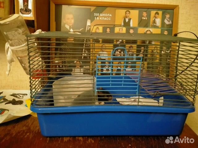 Хомяк и клетка