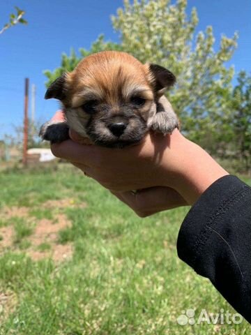 Чихуахуа щенок