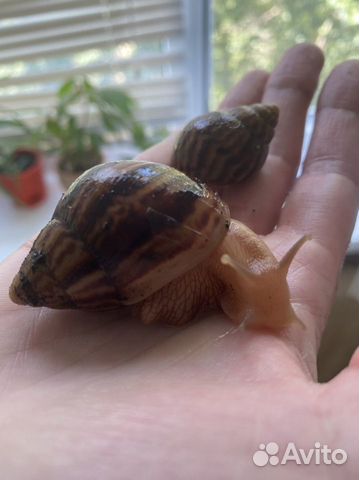 Улитки ахатины