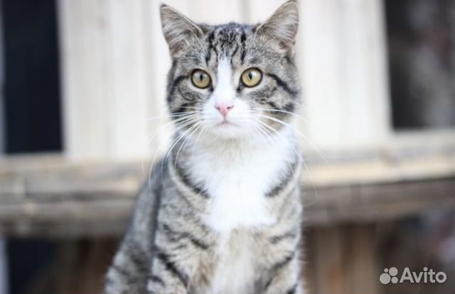 Перчик ищет дом