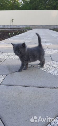 Котёнок.Девочка. бесплатно