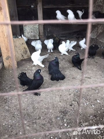 Павлины,Статные,Луганские,Ейские Статные Голуби