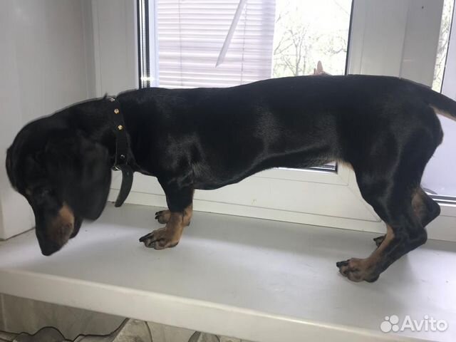 Карликовая такса