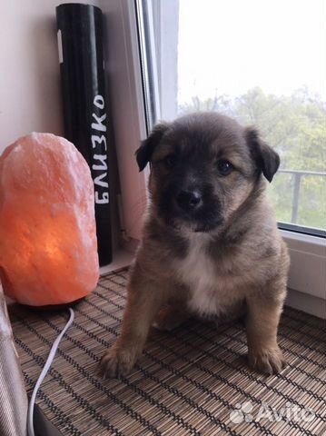 Собаки бесплатно щенки