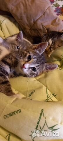 Кошка с котятами