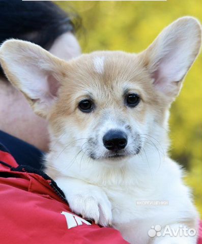 Вельш-корги пемброк