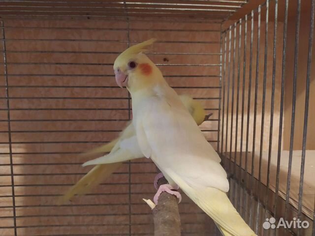 Птенцы Кореллы лютино