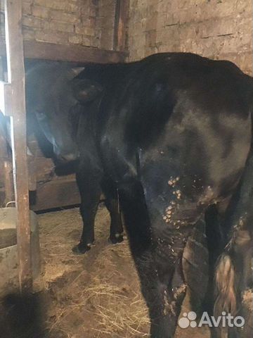 Годовалая телка