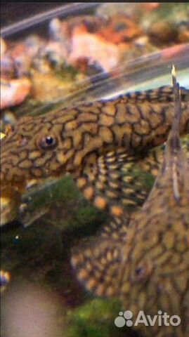 Анциструс L 393