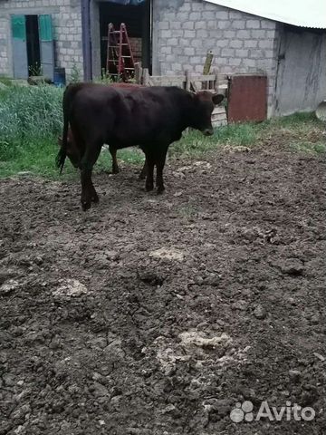 Телки