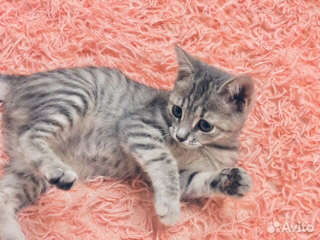 Котенок в добрые руки