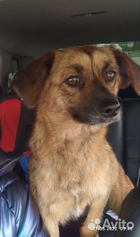 Милашка собака