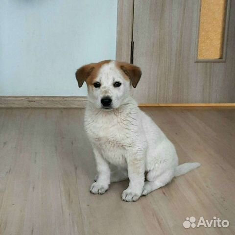 Спокойный, добрый щенок. Станет преданным другом