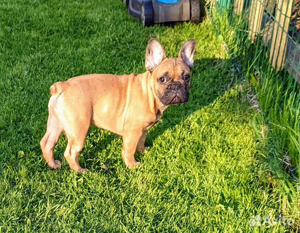 Французский бульдог щенок 3 мес мальчик