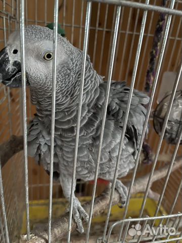 Попугай большой серый
