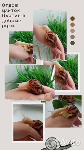 Улитки Ахатины альбиносы