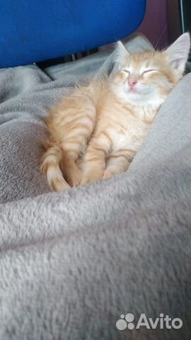 Котенок мальчик