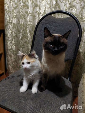 Сиамские кошки бесплатно