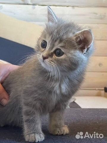 Шотландские прямоухие котята