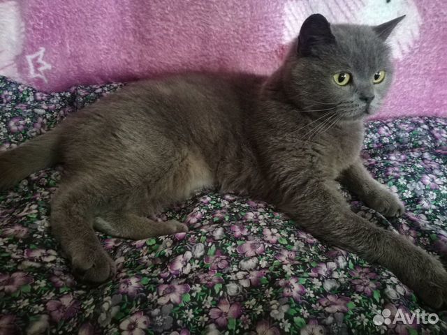 Британская с добрые руки