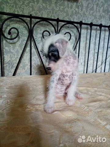 Щенки помесные китайская хохлатая