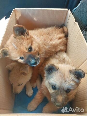 Щенки в добрые руки