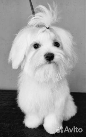 Мальтийская болонка